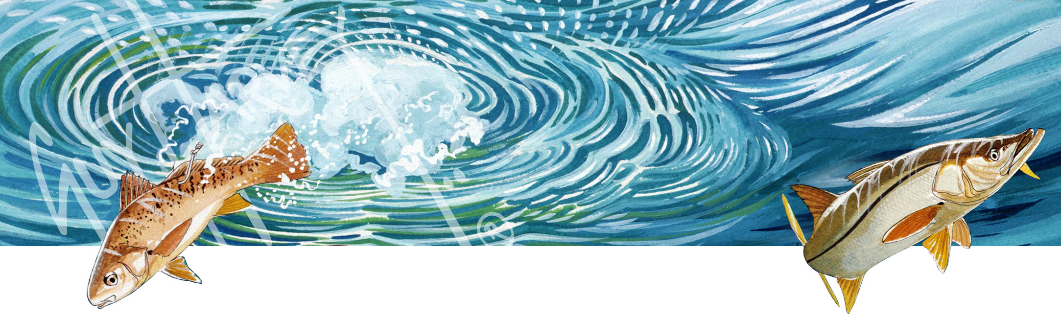 Guy Harvey Collection Series 2 - Snook | Line Dance